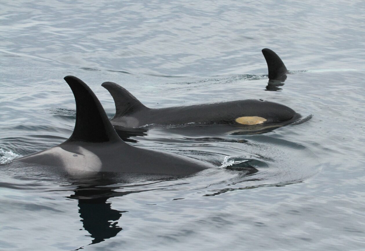 お天気が愚図つくも | Shiretoko Nature Cruise | Whale, Dolphin & Bird Watching ...