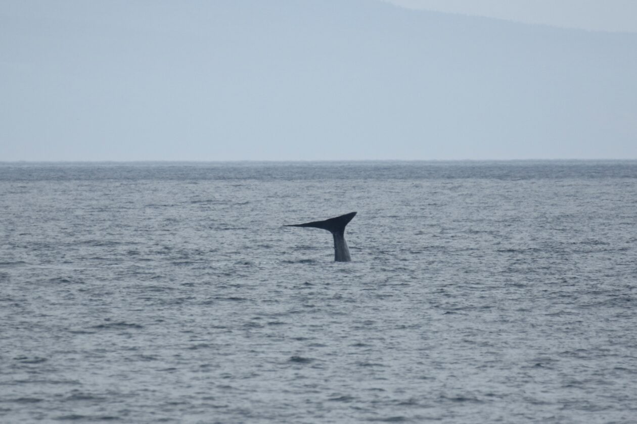 続くシャチシーズン | 知床ネイチャークルーズ | クジラ・イルカ・バードウォッチング | 流氷